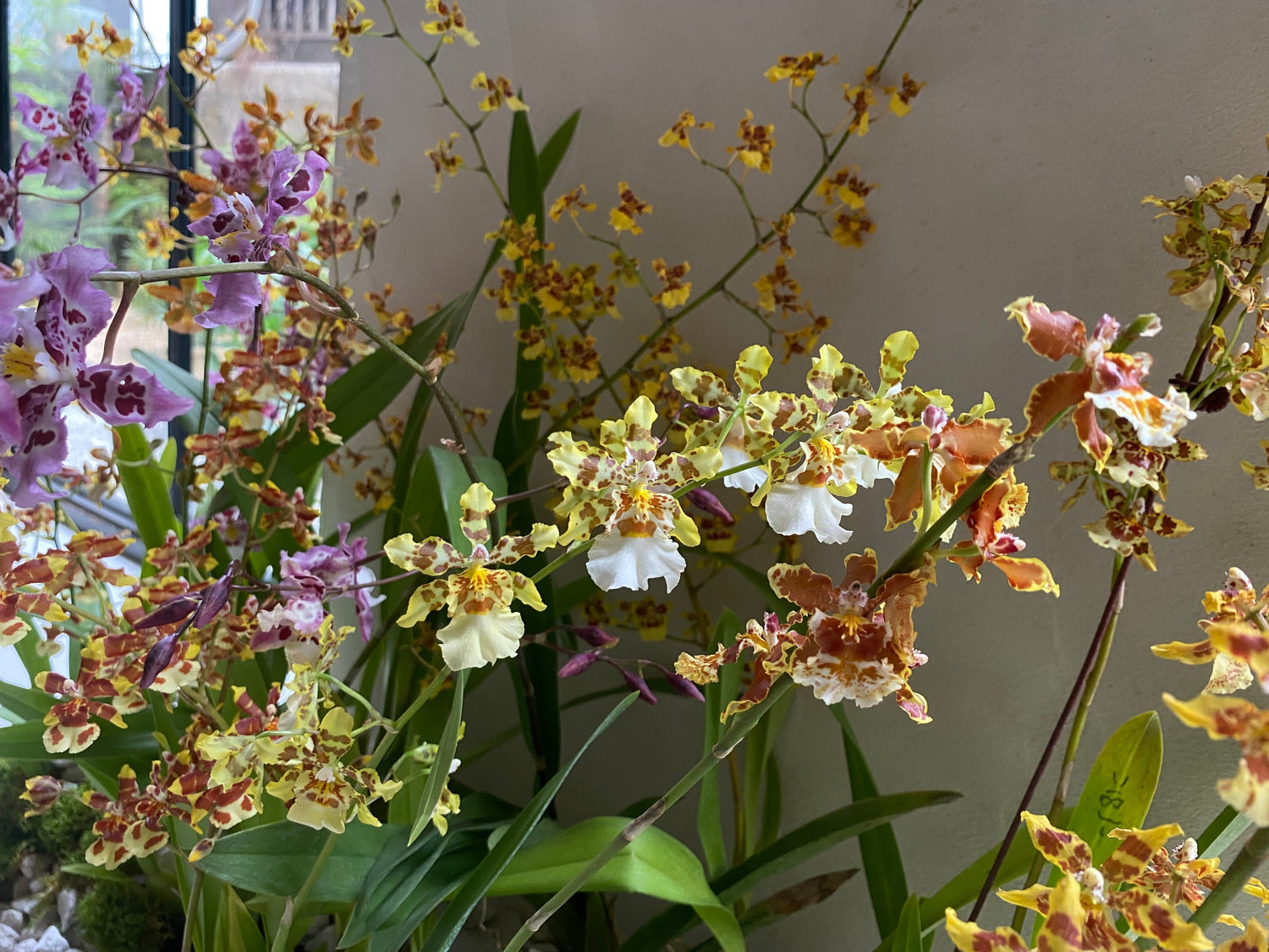 文心蘭與文心蘭育種, Taiwan Orchids Oncidium, Oncidium Breeding – Hwuluduen Orchids