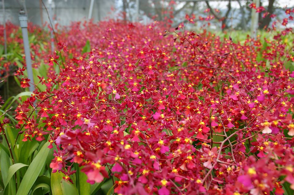 文心蘭與文心蘭育種, Taiwan Orchids Oncidium, Oncidium Breeding – Hwuluduen Orchids